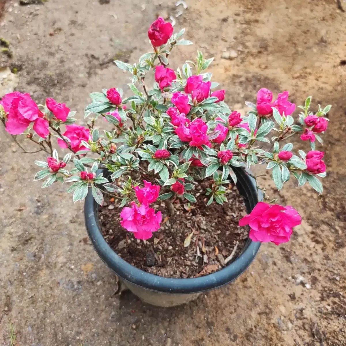 Azalea X Silver Sword Double Flowering Plant - Plantshub