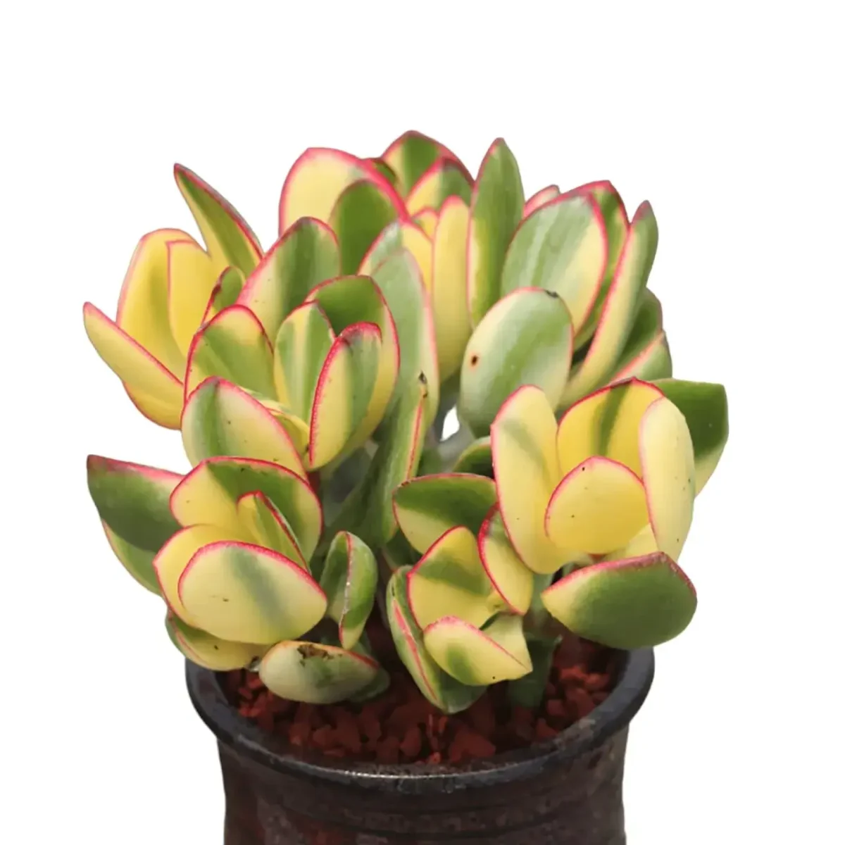 Kuberaksha obliqua tricolor jade (Crassula ovata) - PlantsHub
