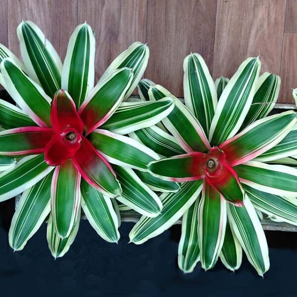 Agave potatorum 'Kissho Kan' Variegated 'Half Moon' - Rare Succulent ...