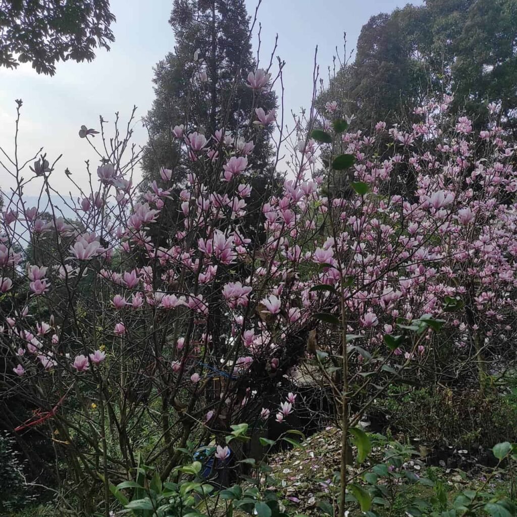 Magnolia Soulangeana–Beautiful Flowering Tree | Plantshub