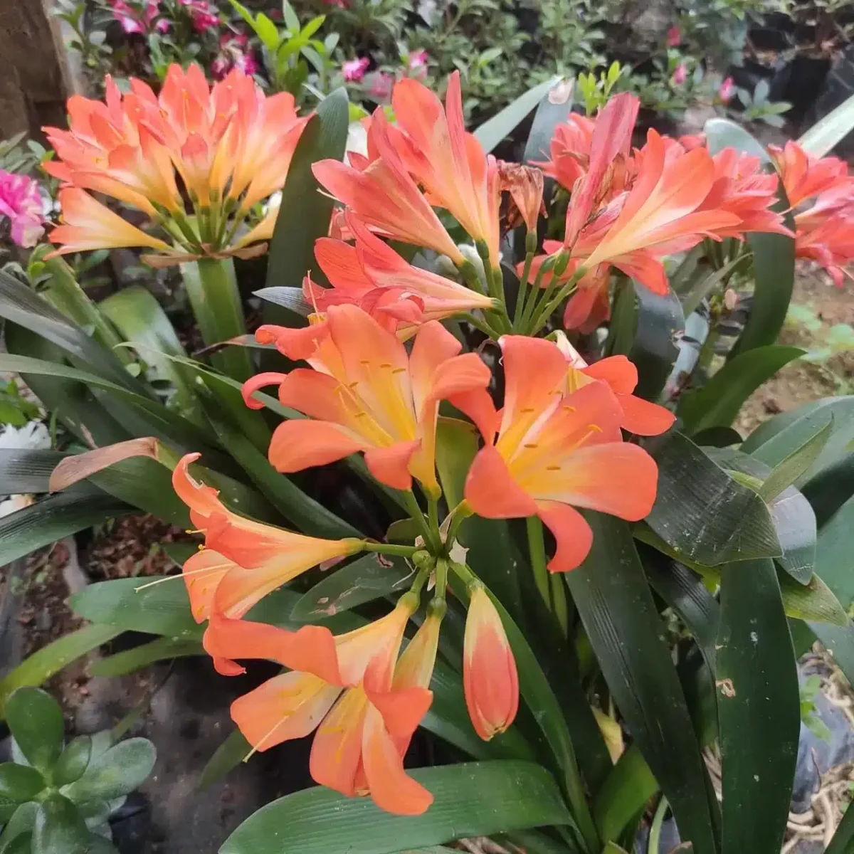 Clivia Miniata (Bush Lily) Light Orange - Plant - PlantsHub