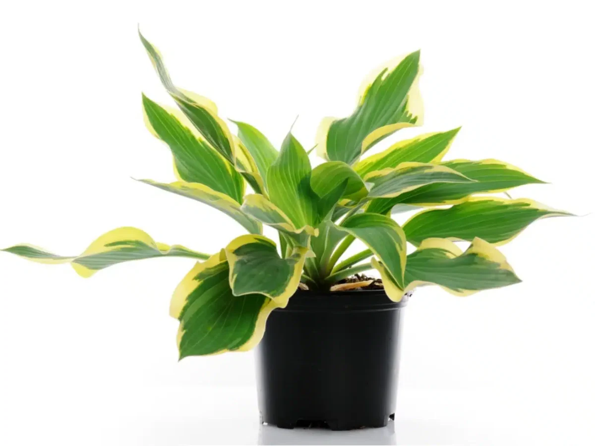 Hosta Variegated (Rubies and Ruffles) - PlantsHub