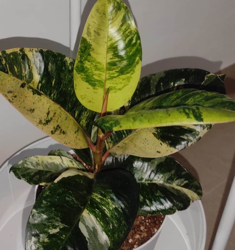 Ficus Shiveriana Moonshine - Plantshub