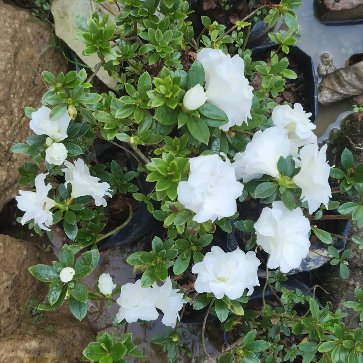 Azalea 'White Rosebud' - PlantsHub