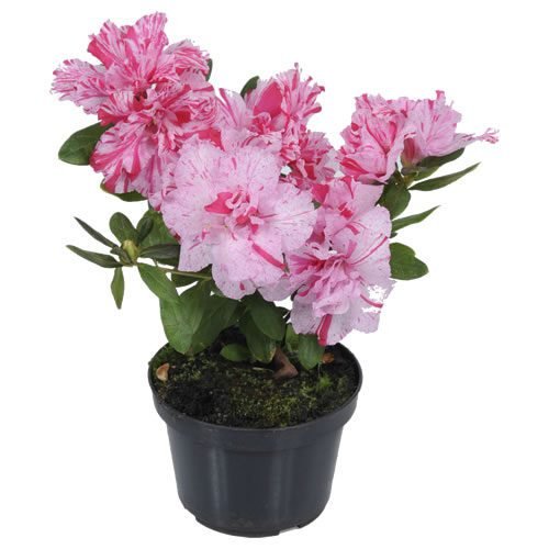 Azalea X Silver Sword Double - Plantshub