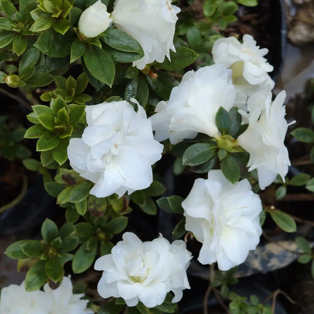 Azalea 'White Rosebud' - PlantsHub