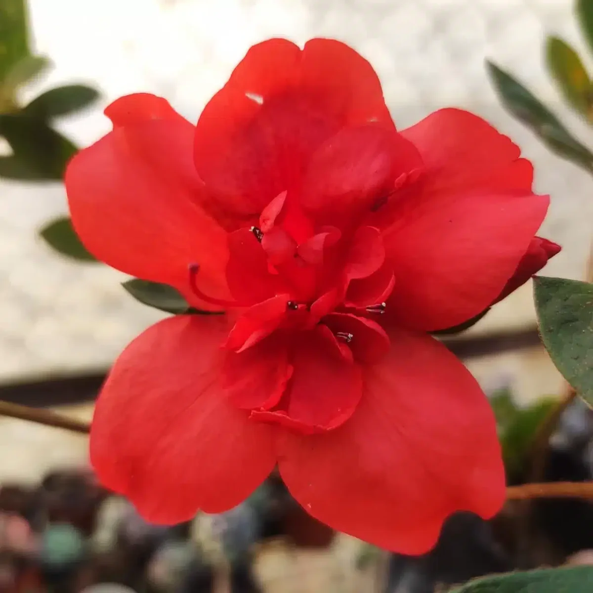 Azalea Australian Dark Orange - PlantsHub