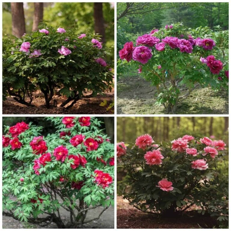 Tree Peony/Moutan Peony (Paeonia suffruticosa) mix color flowering ...