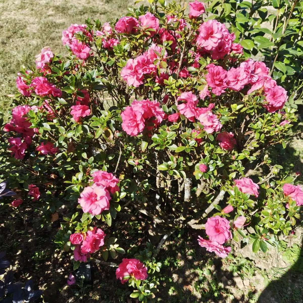 Azalea Australian Conversation Pink - Plantshub