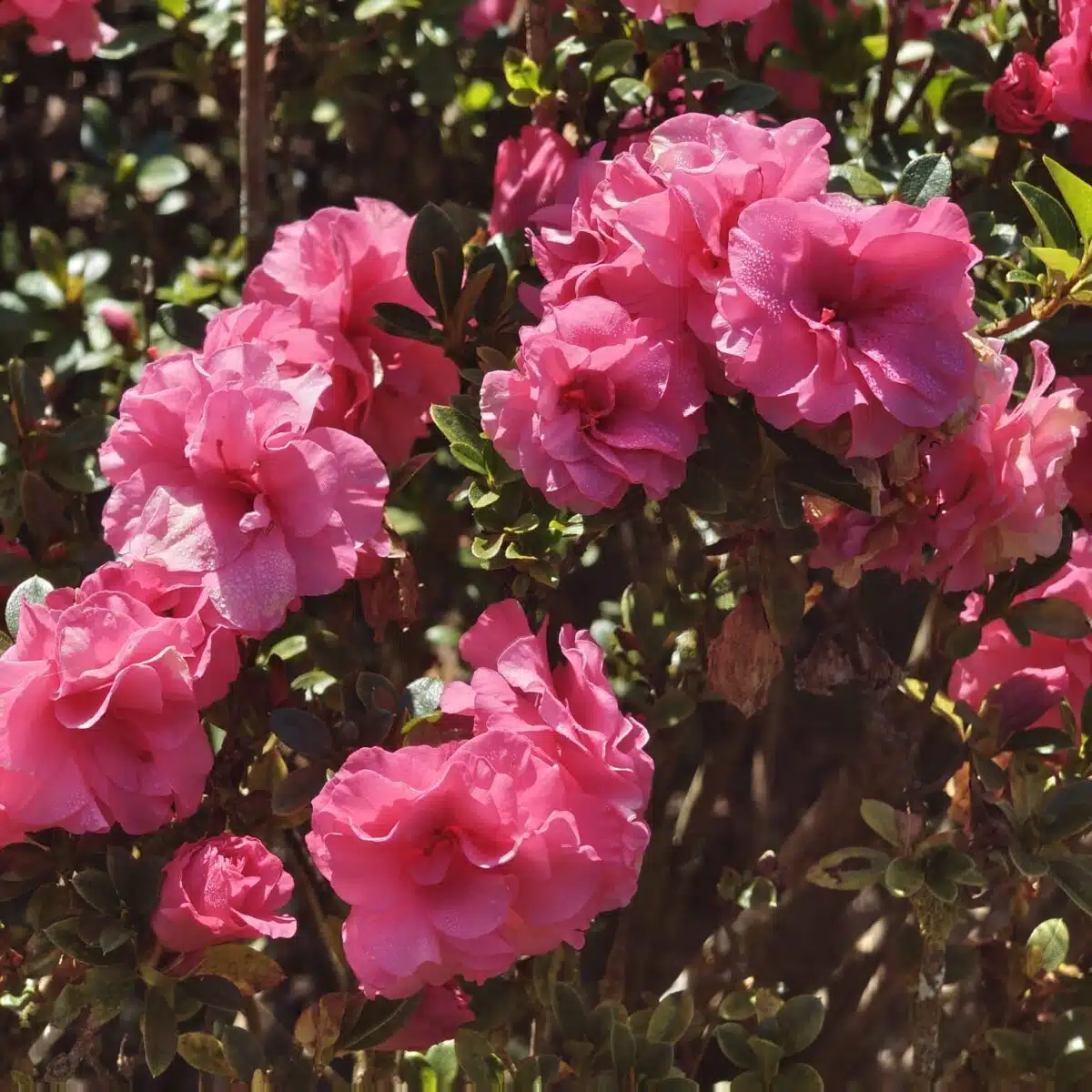 Azalea Australian Conversation Pink - Plantshub
