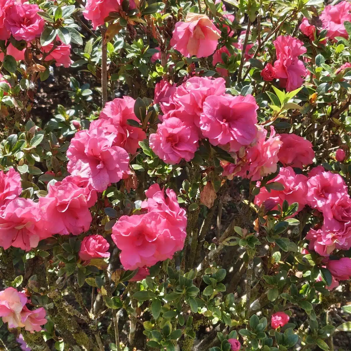 Azalea Australian Conversation Pink - Plantshub