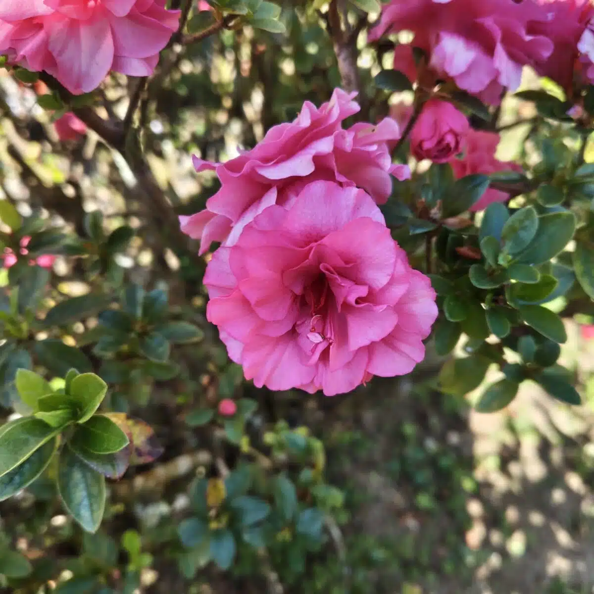 Azalea Australian Conversation Pink - Plantshub