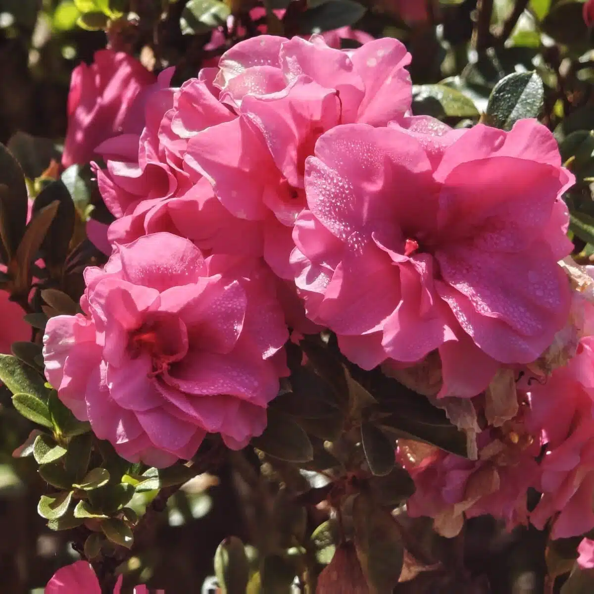 Azalea Australian Conversation Pink - Plantshub