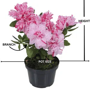 Azalea Belgian Pink - Plantshub