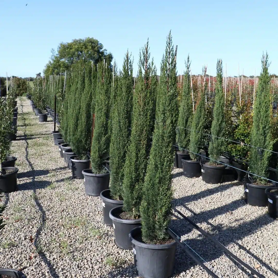 Pencil Evergreen Trees