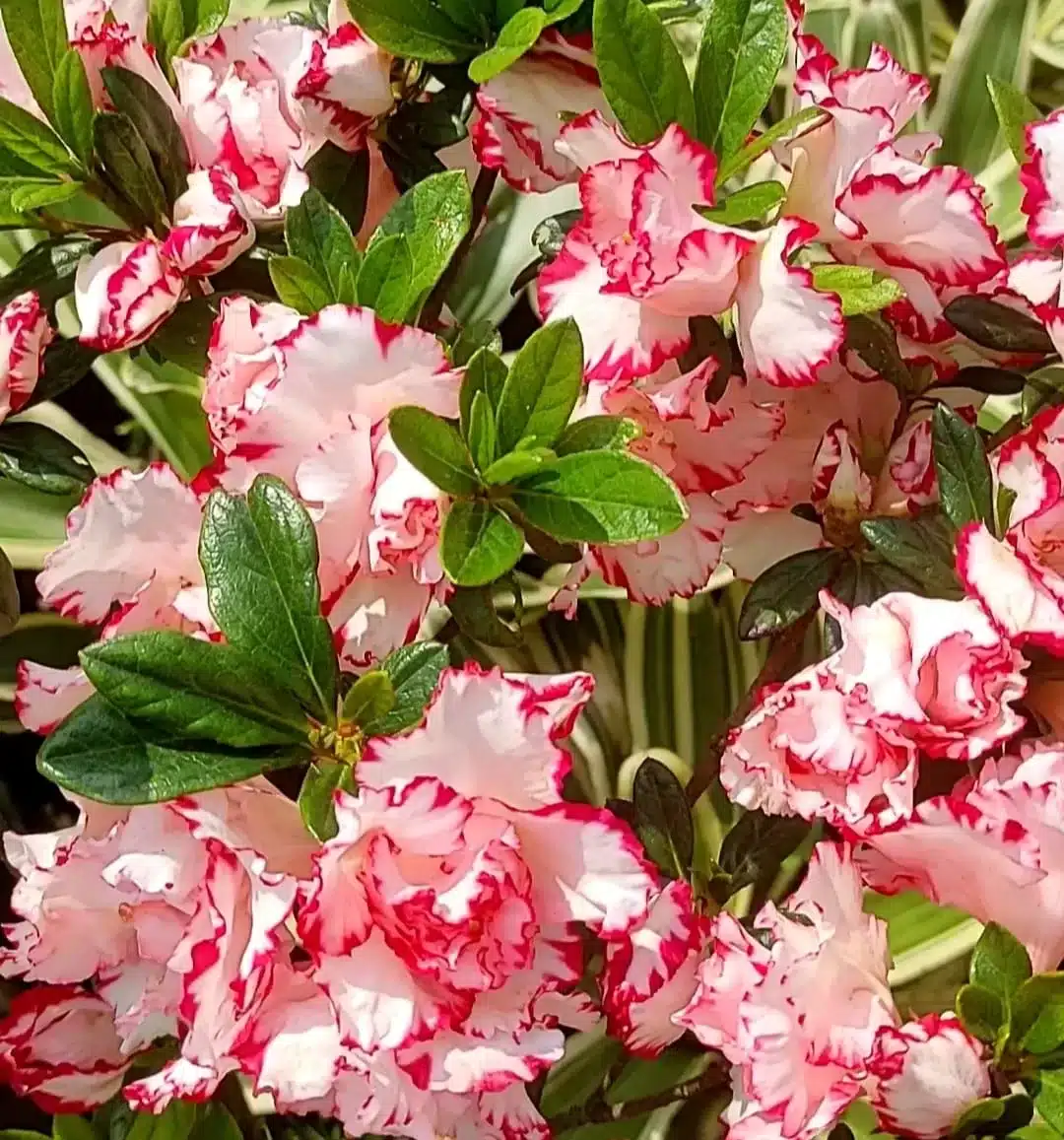 Flowering Plants Archives - Plantshub