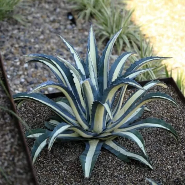 Agave Americana Mediopicta 'Alba': A Striking Succulent with White ...