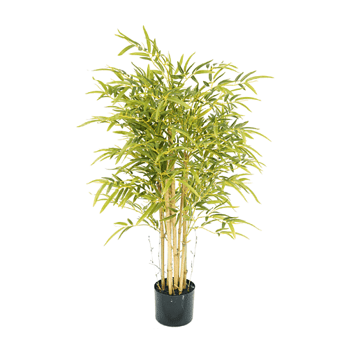 Dracaena Draco Dragon Tree – Buy Online India | PlantsHub