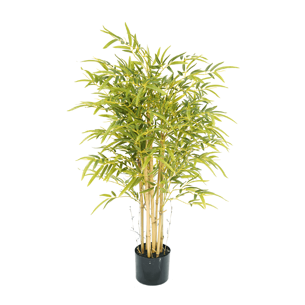 Best Plants for Office Desk | Small Indoor Plants | Plantshub