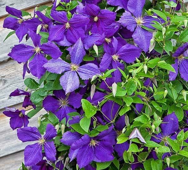 Climber Plants Archives - Plantshub