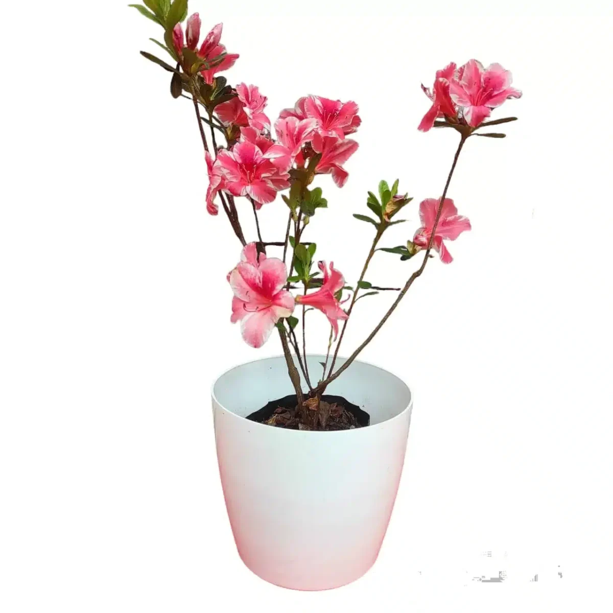 Azalea Bicolor (Single Patels) - Stunning Pink and White Blooms for ...