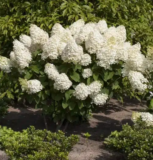Tree Hydrangea (Hydrangea paniculata) - Stunning Flowering Shrub for ...