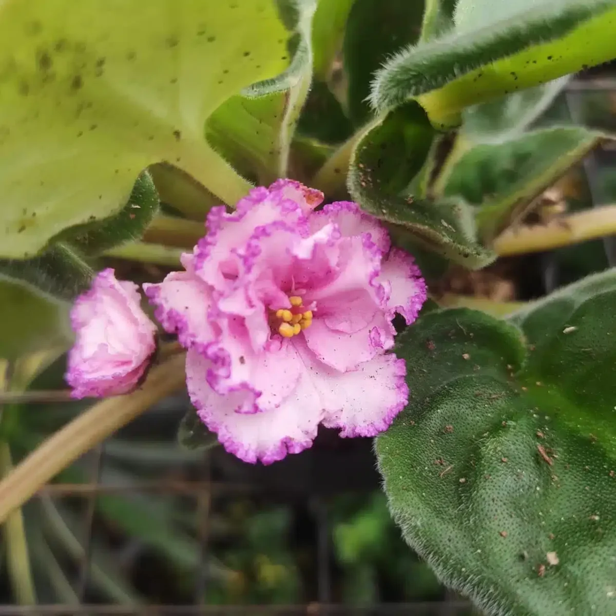 Buy African Violets Pink Lace with Purple Frill border flower ...