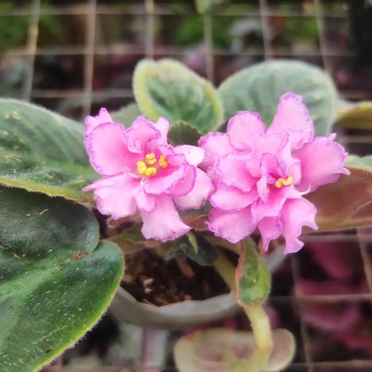 African Violets (Lavender Rose with Violet Border flower) Plant - PlantsHub