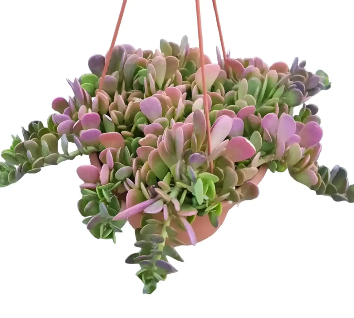 Trailing Jade (Kleinia Petraea)Senecio Jacobsenii - PlantsHub