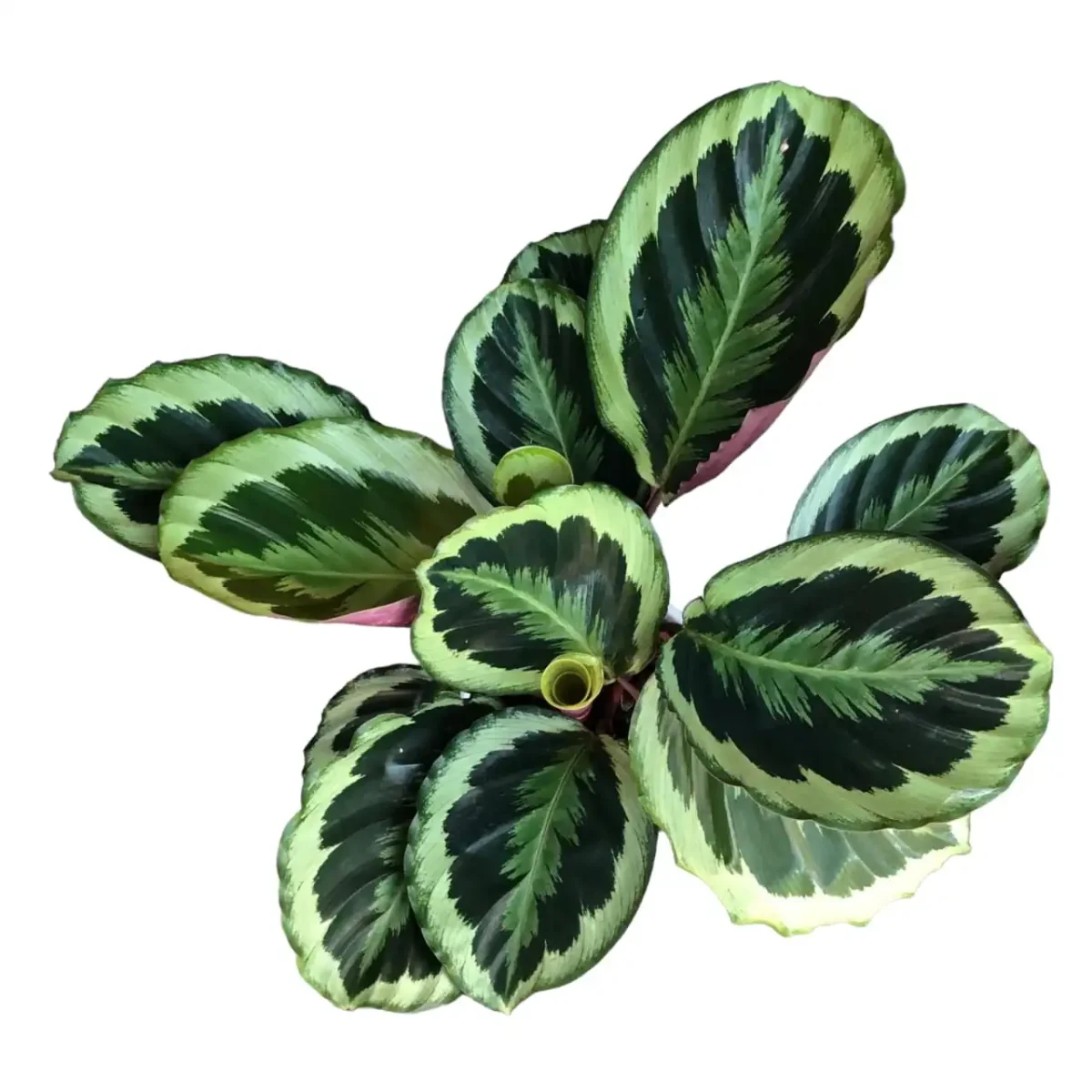 Buy Calathea Roseopicta ‘Marion’ Plant Online India | PlantsHub