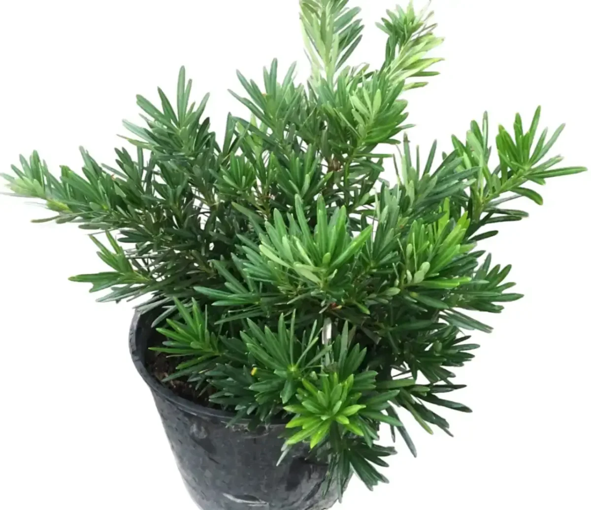 Podocarpus Macrophyllus–Evergreen Fern Pine | Plantshub