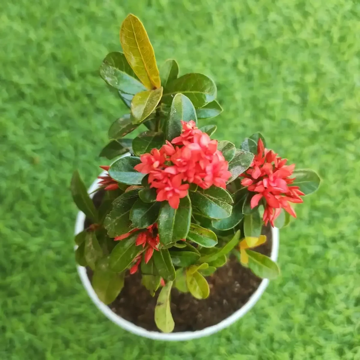 Ixora(Rugmini) Coccinea Mini Dwarf Red - PlantsHub