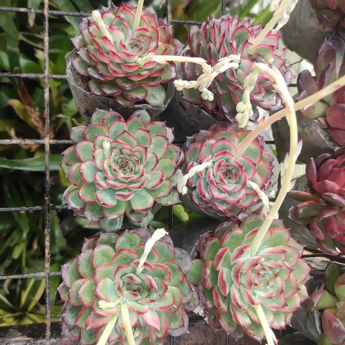 Echeveria Haru Urara - PlantsHub