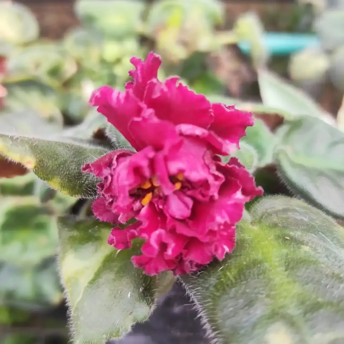 African Violets Maroon - PlantsHub