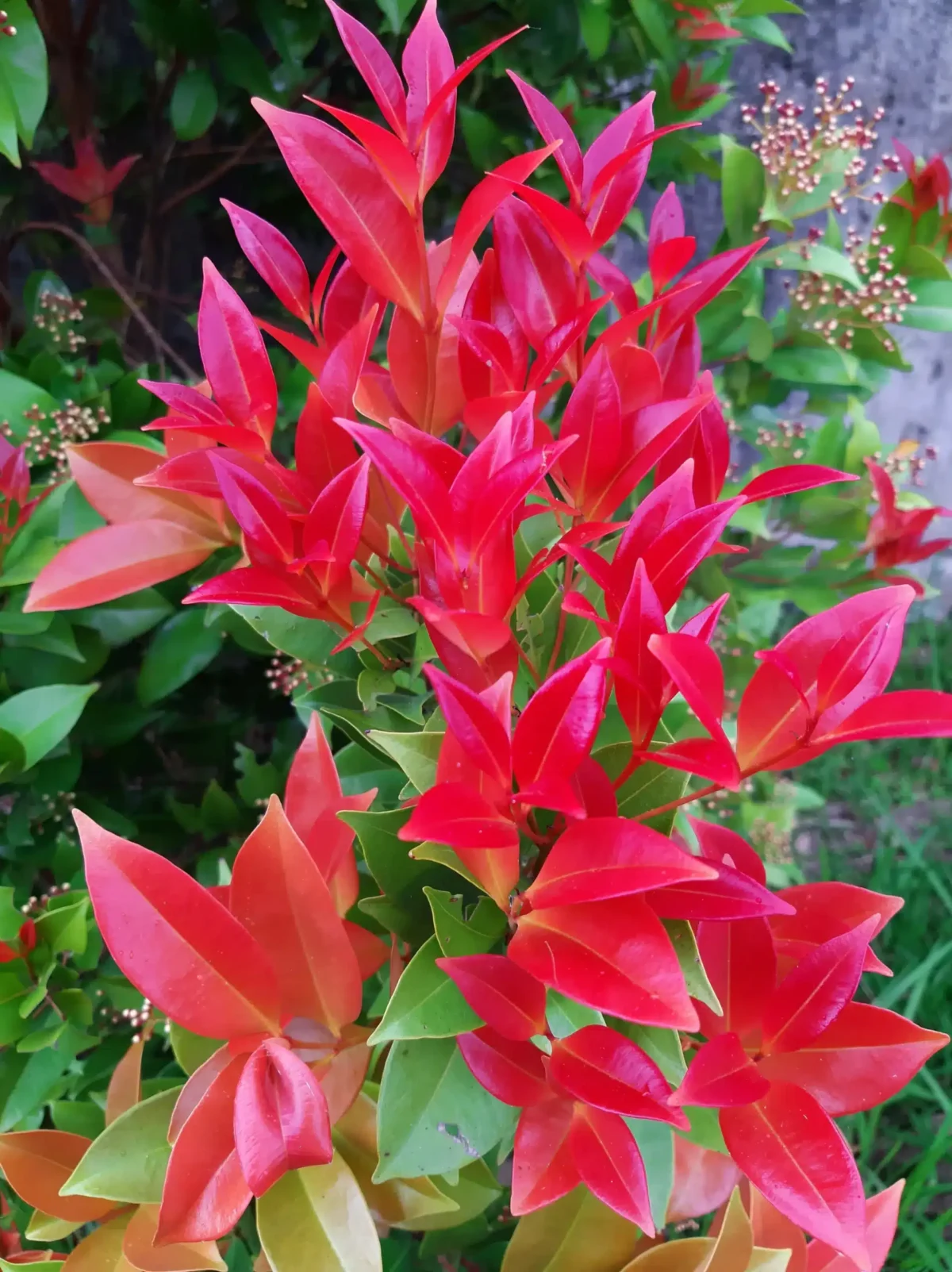 Syzygium Campanulatum Red (Eugenia) - Ficus Christina Plant - PlantsHub