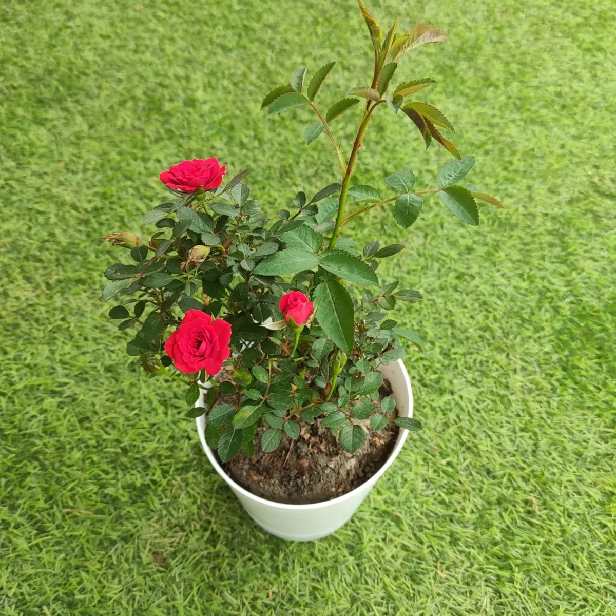 Rose Miniature 'Red' - PlantsHub