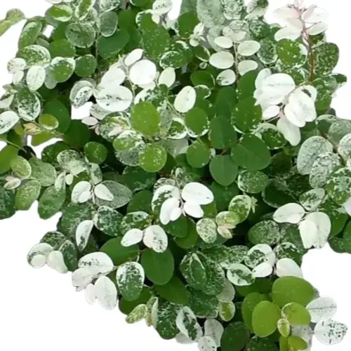 Hawaiian Snow Bush (Breynia Disticha) - Plantshub