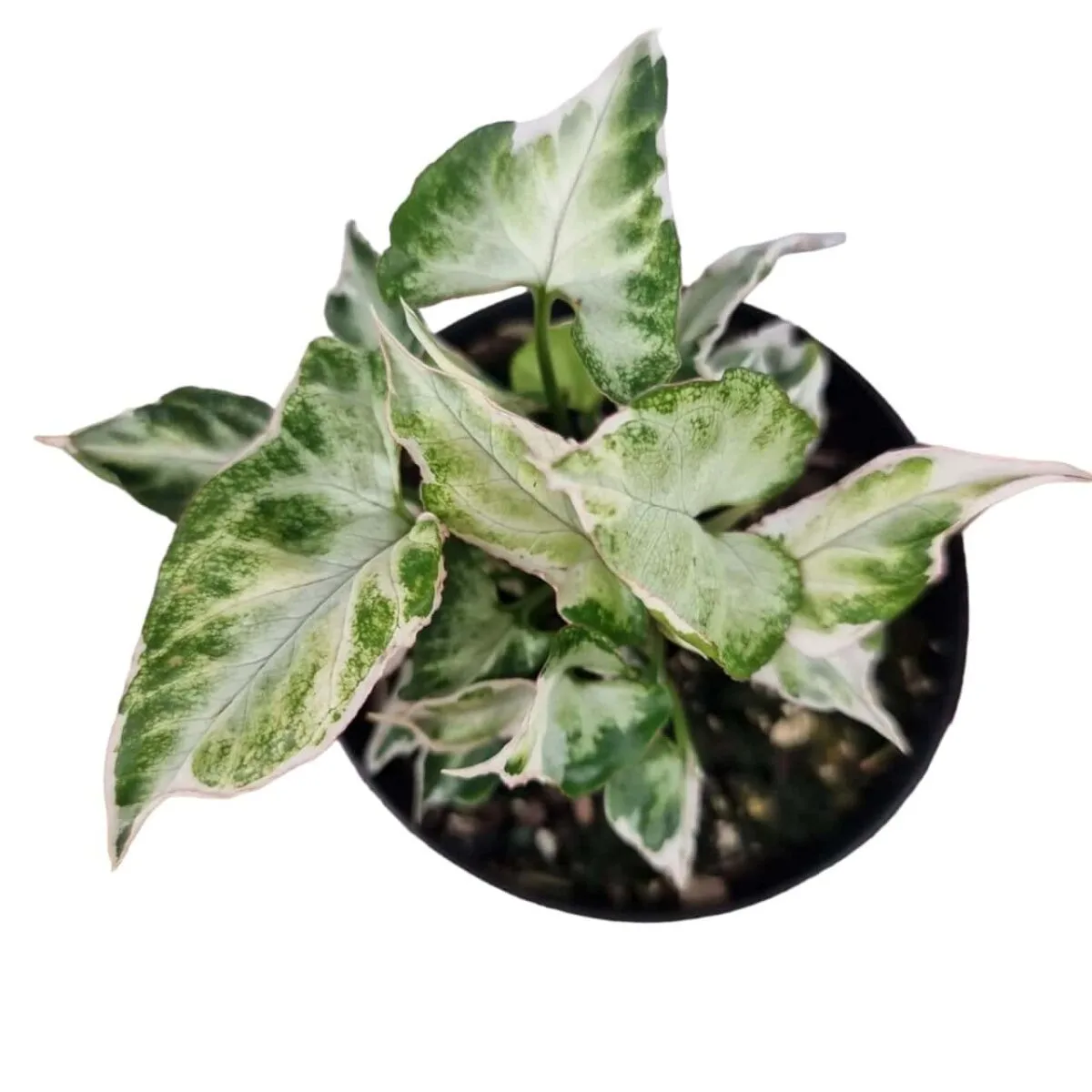Syngonium podophyllum 'Starlite' - Arrowhead Plant - PlantsHub