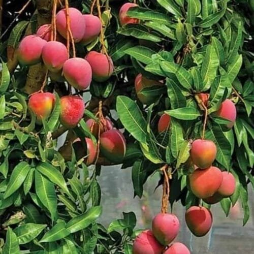 Red Palmer Mango Grafted Plant - Plantshub