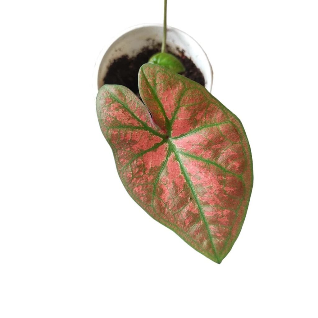 Caladium red sun/festivia - Plantshub