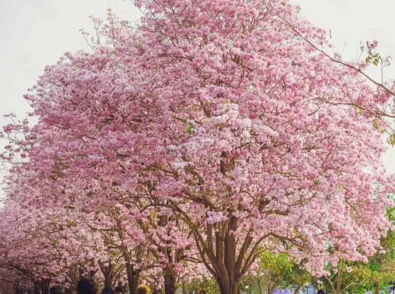 Tabebuia Rosea (Pink poui/Rosy trumpet) tree Pink - Plantshub