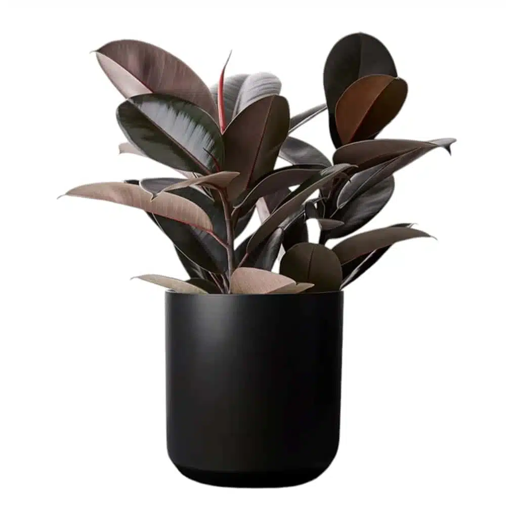 Ficus Elastica Burgundy Rubber Tree – Buy India | PlantsHub