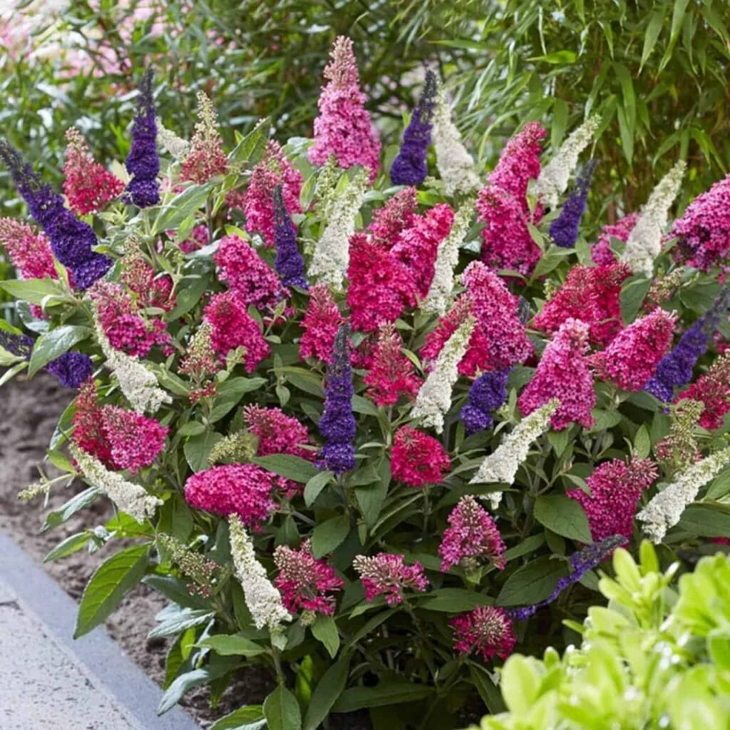 Butterfly bush (Buddleia) Random Color Flower - PlantsHub