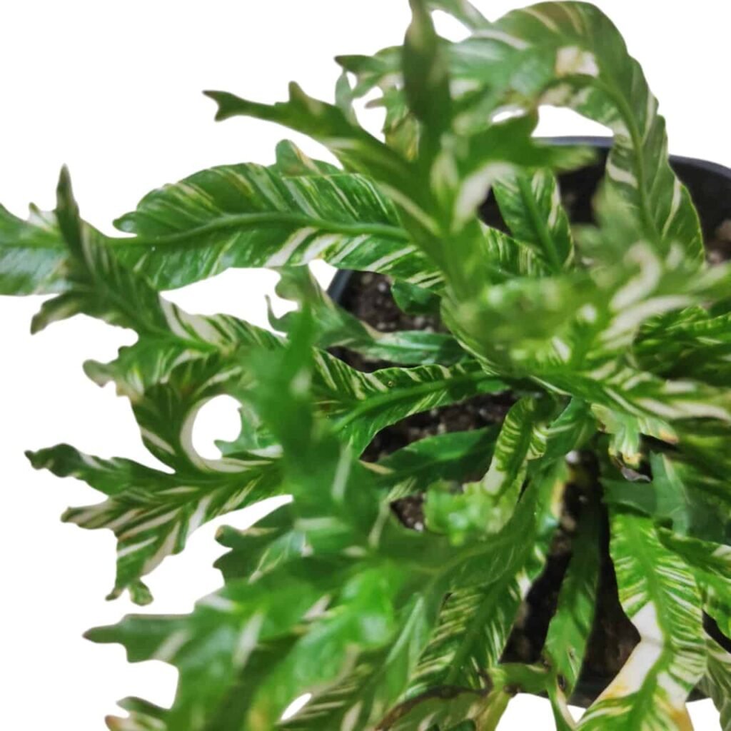 Microsorum punctatum variegated (mermaid tail's fern) - Plantshub