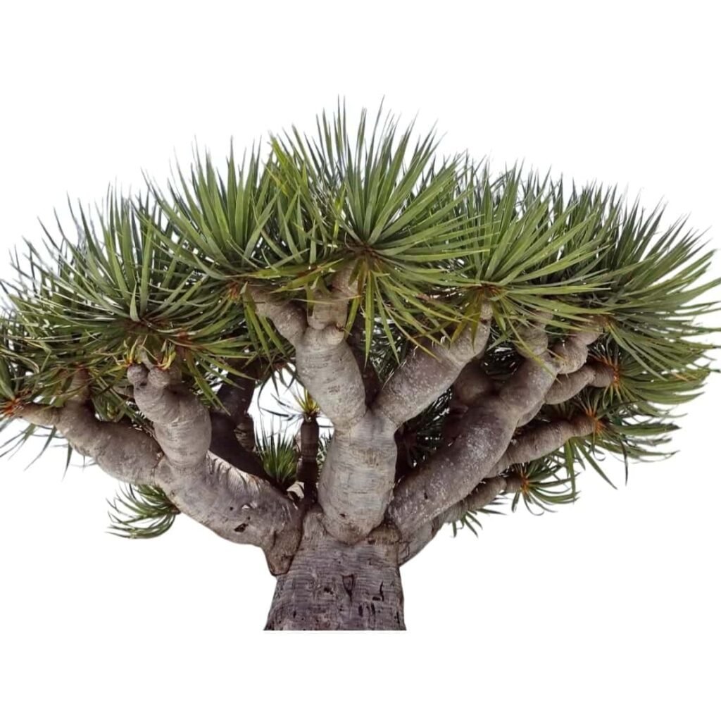 Dracaena Draco (Dragon Tree or Drago) - Plantshub