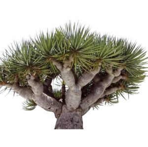 Dracaena Draco Dragon Tree – Buy Online India | PlantsHub