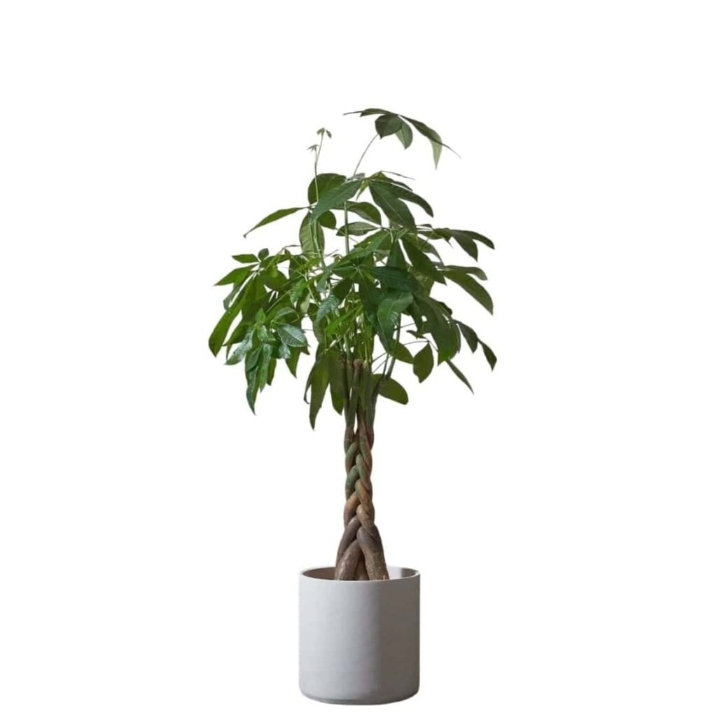 Pachira Braided Money Tree – Buy Online India | PlantsHub
