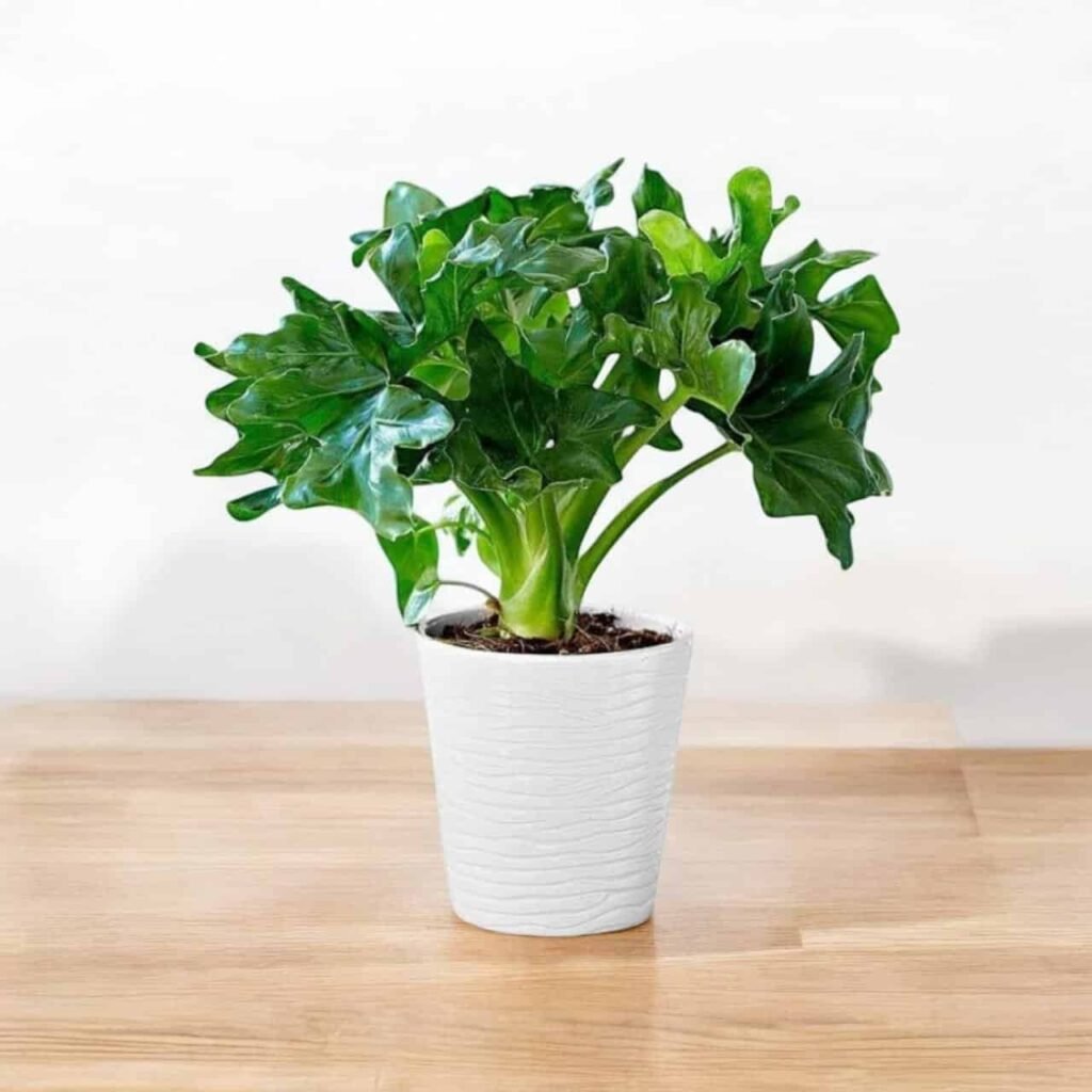 Philodendron Dwarf (Super Atom) - Plantshub