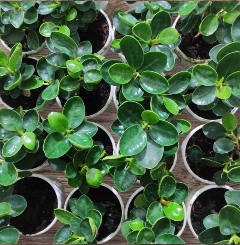 Ficus Microcarpa Compacta - PlantsHub
