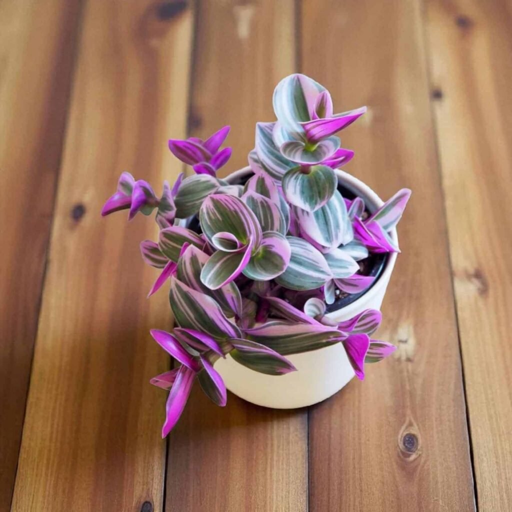 Best Plants for Office Desk | Small Indoor Plants | Plantshub